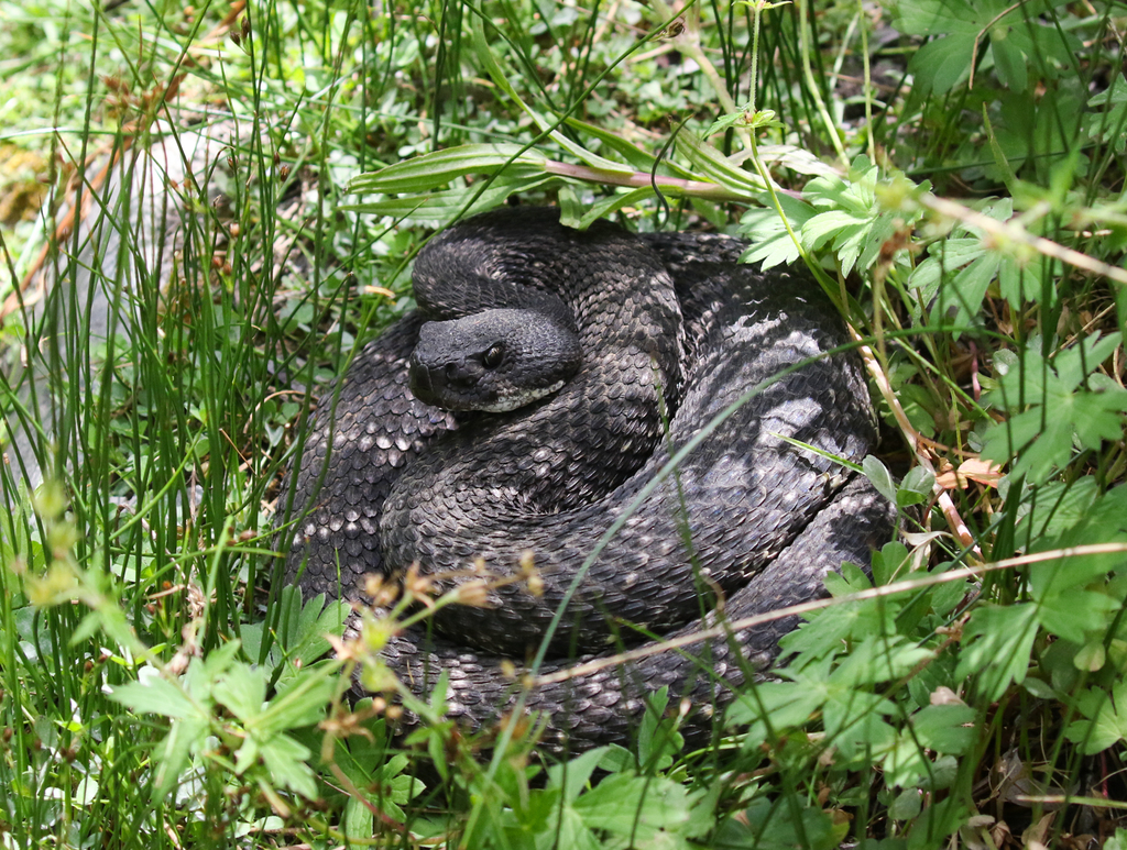 Southern Pacific Rattlesnake from Green Canyon, San Bernardino National ...
