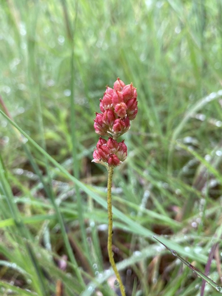 Sticky False Asphodel in July 2021 by er-birds · iNaturalist