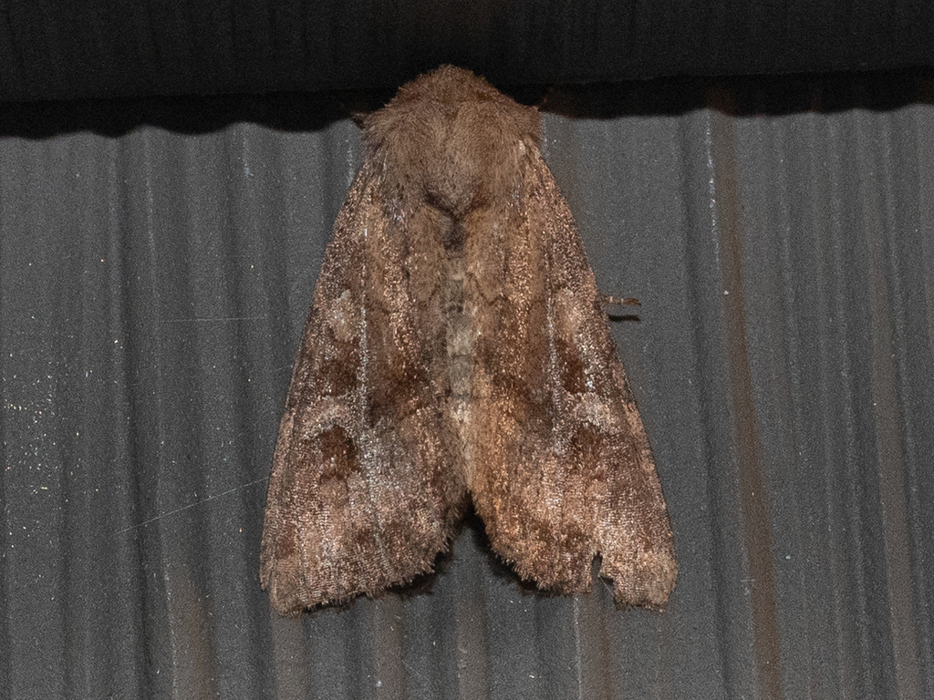 Veiled Ear Moth from Heather Ln, Rutland, VT, USA on July 17, 2021 at ...