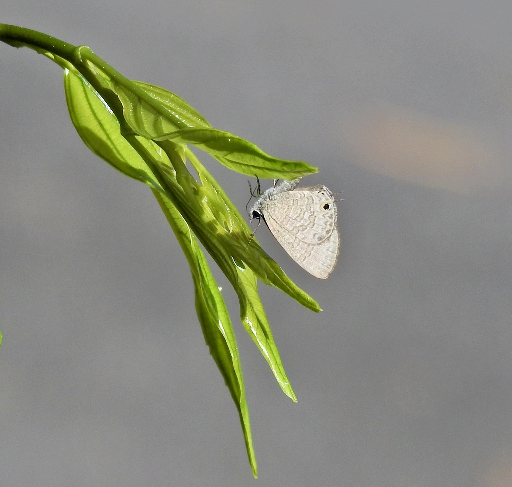Common Line Blue from Cairns QLD, Australia on July 18, 2021 at 10:06 ...