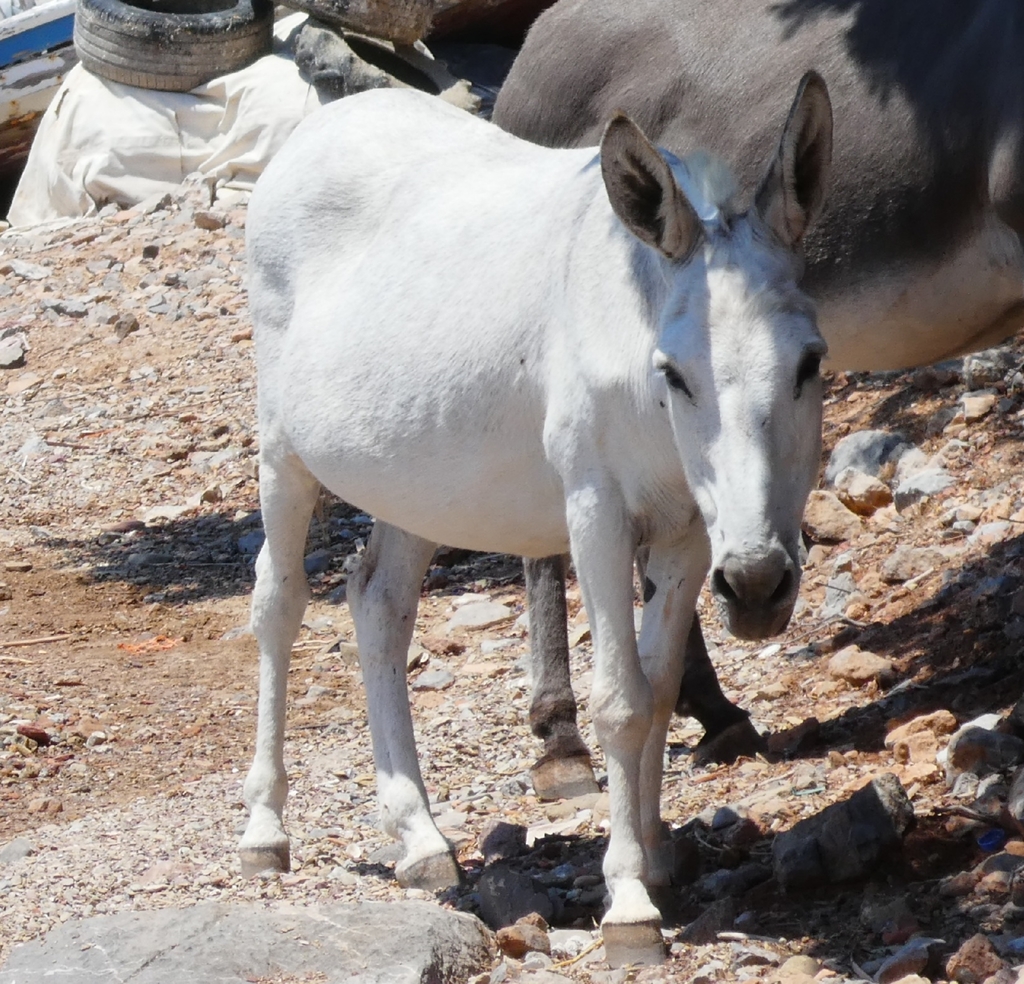 Donkey from Kolpos Idras, Grecia on July 13, 2021 at 12:22 PM by Jacobo ...