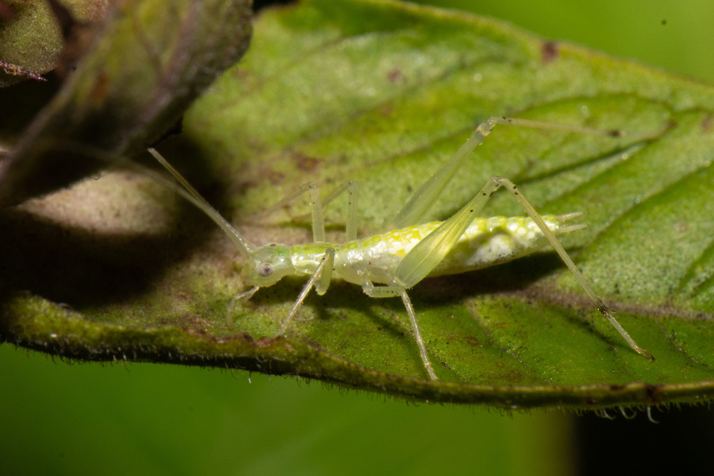 Common Tree Crickets from 176 Wilton Ave, Welland, ON L3C 2A4, Canada ...