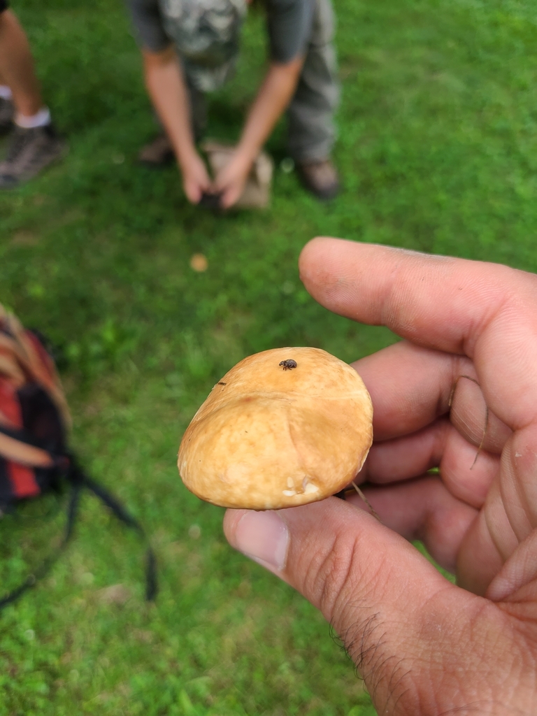 Slippery Jacks from Acton, IN 46259, USA on July 17, 2021 at 03:10 PM ...