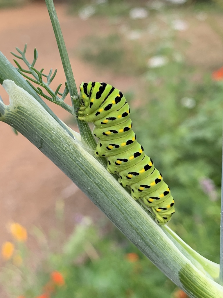 Anise Swallowtail from Quadra Island, Quathiaski Cove, BC, CA on July ...