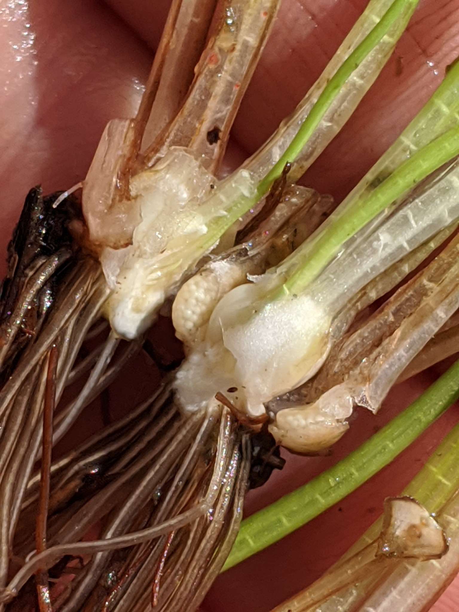 Isoetes occidentalis Hend.