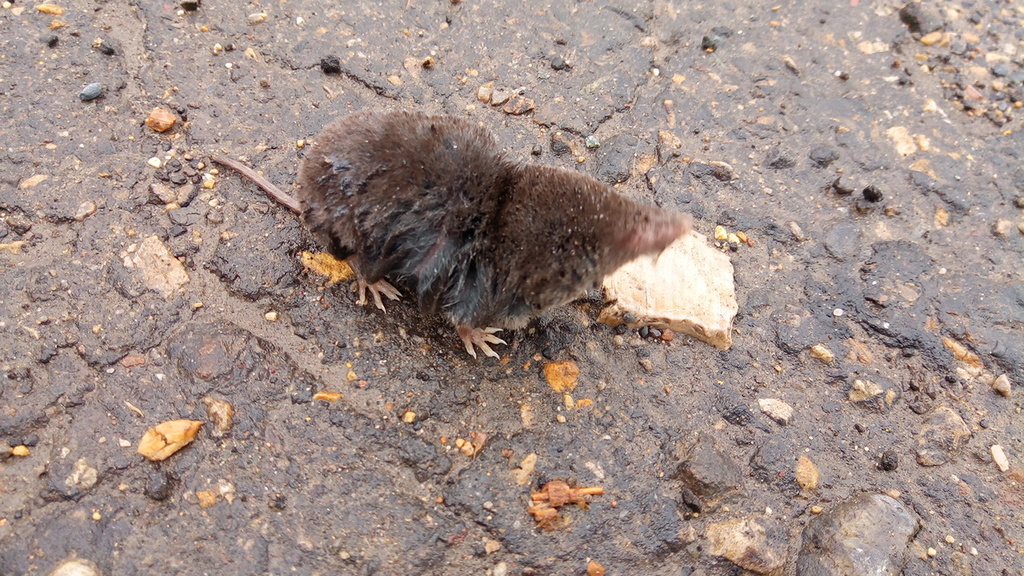 Thomas' Small-eared Shrew from Suba, Bogotá, Colombia on March 24, 2018 ...