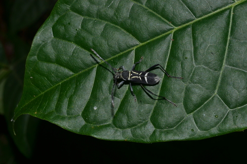 Prothema angulifera · iNaturalist