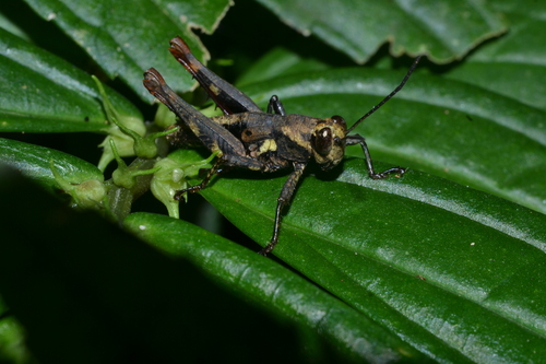 Bibracte bimaculata · NaturaLista Colombia