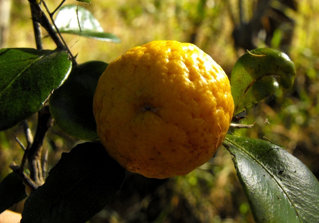 Australian round lime from Lark Hill QLD 4306, Australia on July 2 ...