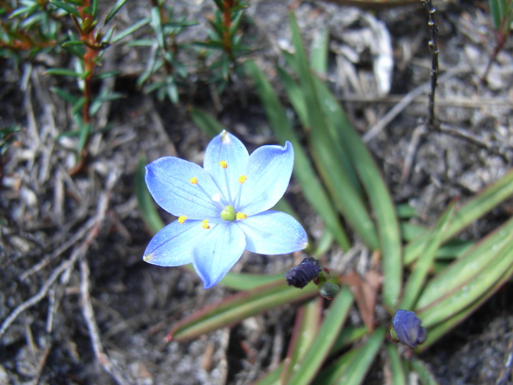Blue Stars from French Island VIC 3921, Australia on October 9, 2007 at ...