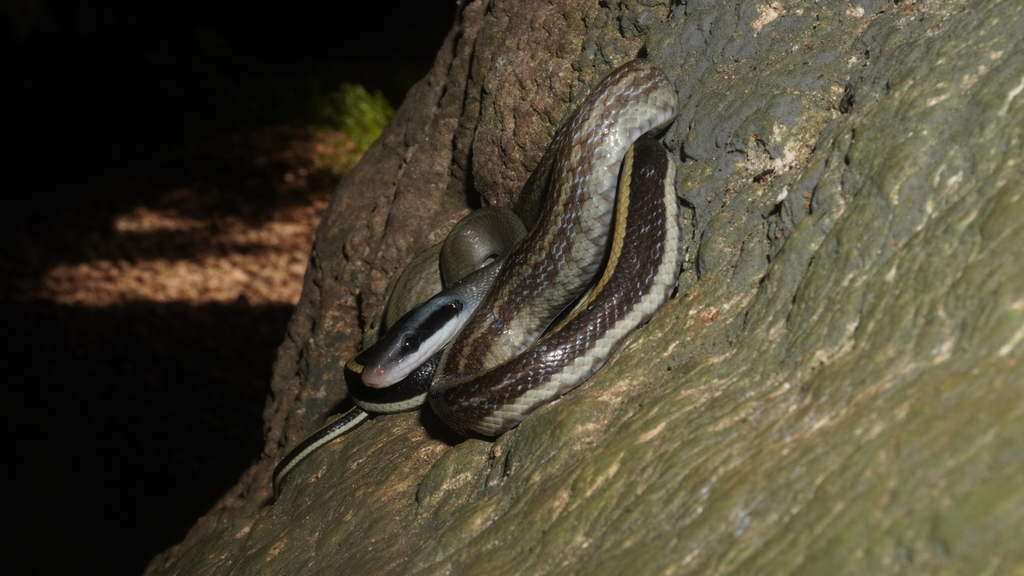Ridley's Cave Racer from ตำบล คลองศก อำเภอพนม สุราษฎร์ธานี 84250 ประเทศ ...