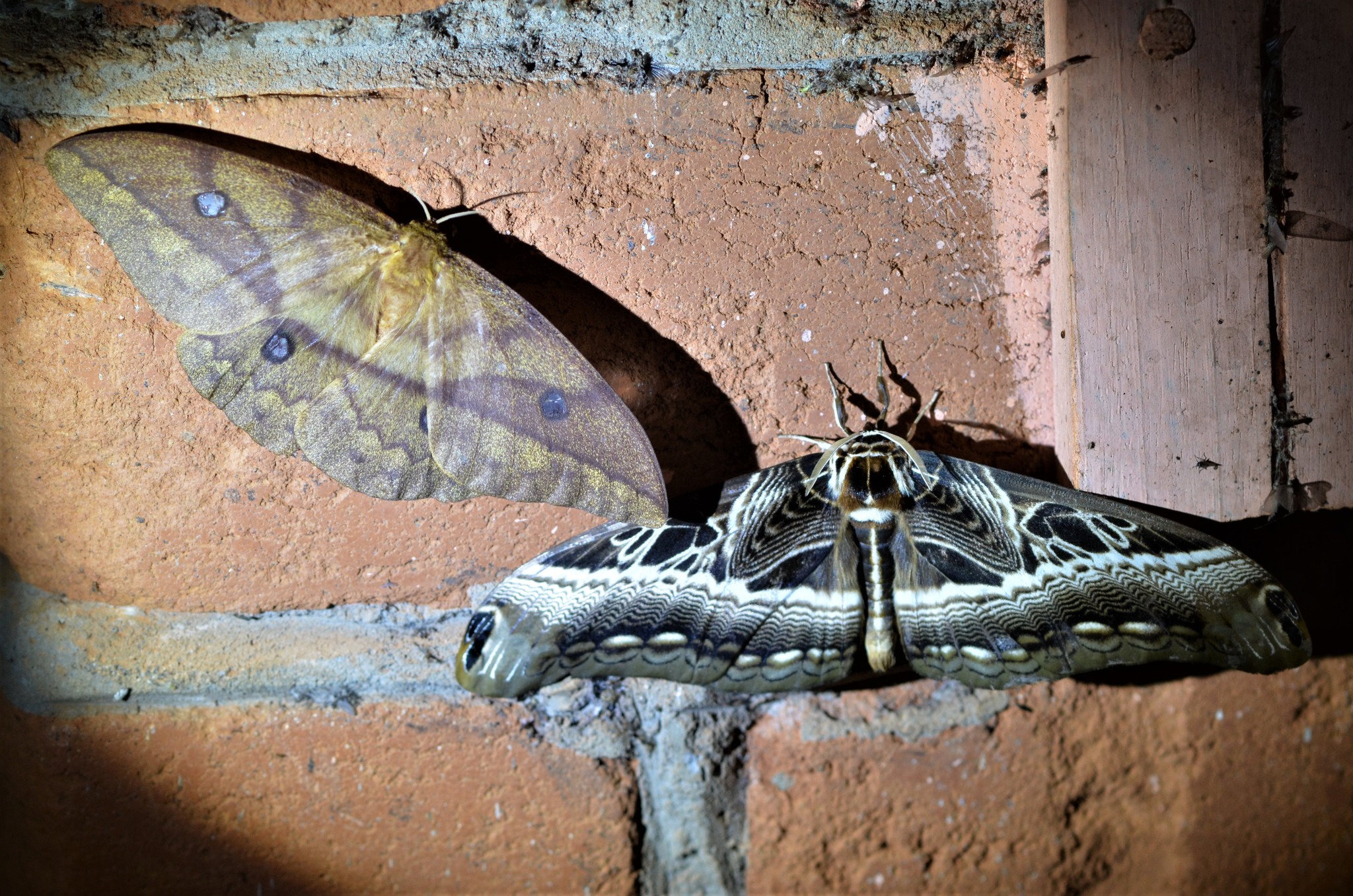 Dactyloceras lucina Drury, 1782