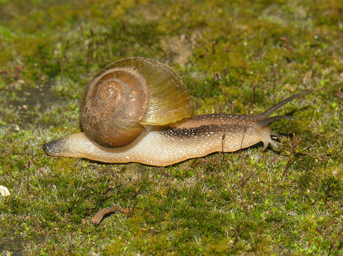 Albany Cannibal Snail (Afrorhytida knysnaensis) · iNaturalist
