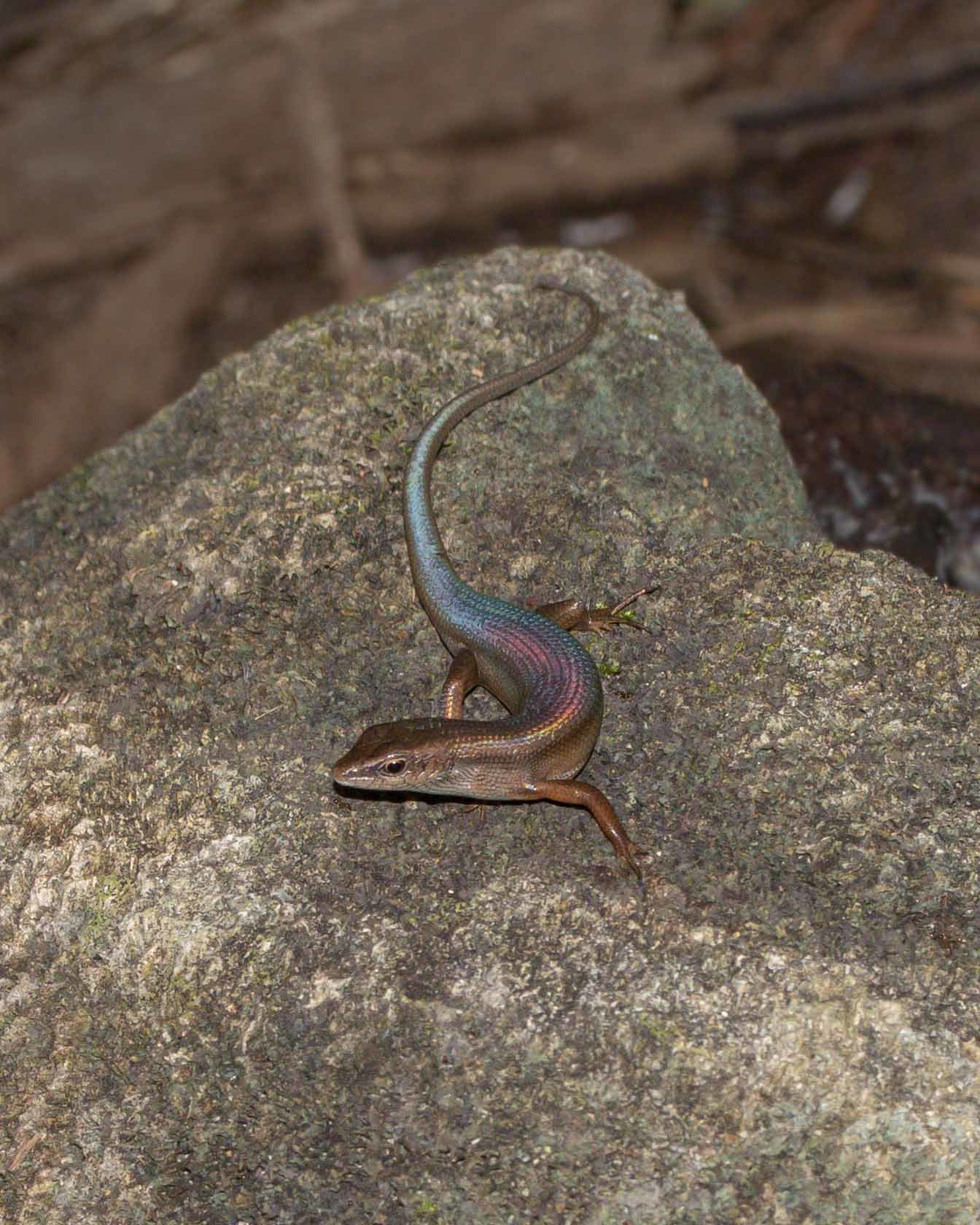 Carlia ailanpalai Zug, 2004