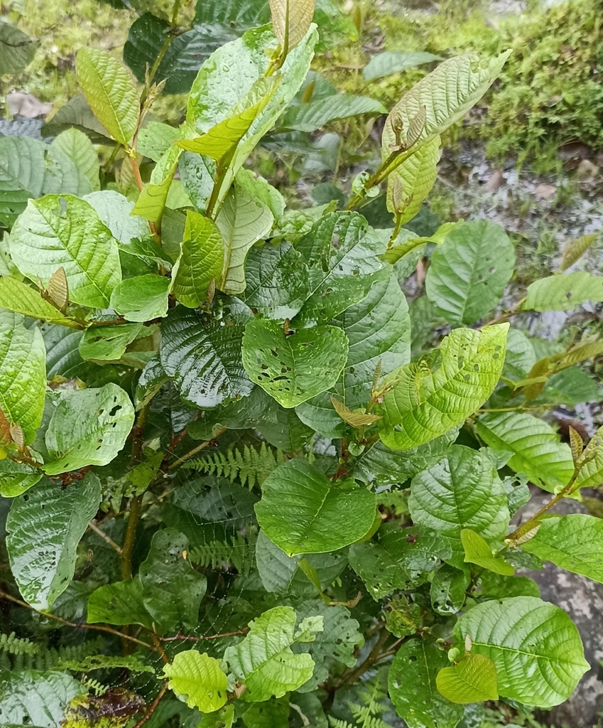 Nepal Alder (Alnus nepalensis) - Botanical Realm