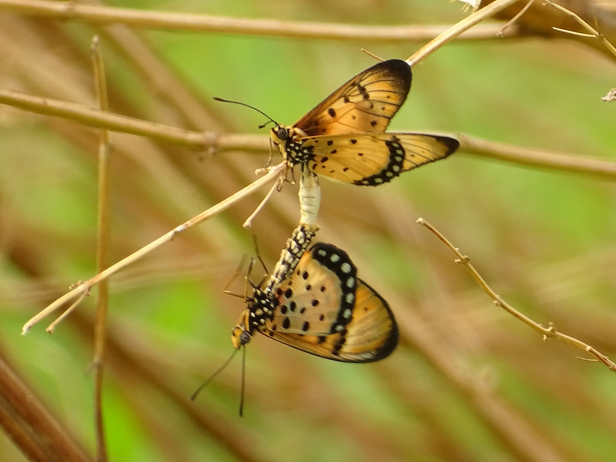 Acraea caecilia Fabricius, 1781