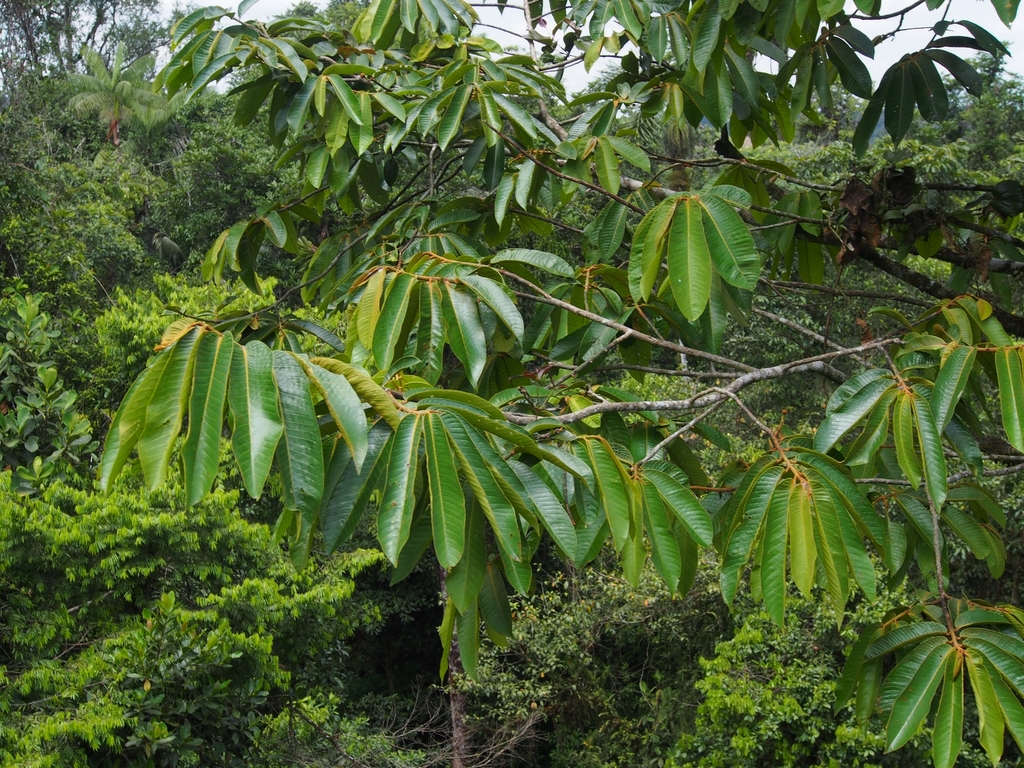 Virola koschnyi from Heredia Province, Sarapiqui, Costa Rica on March 5 ...