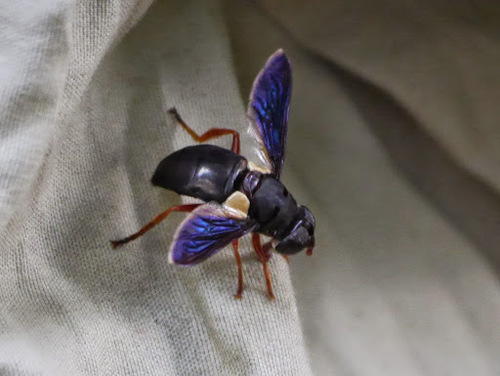 Senaspis dibapha · iNaturalist United Kingdom