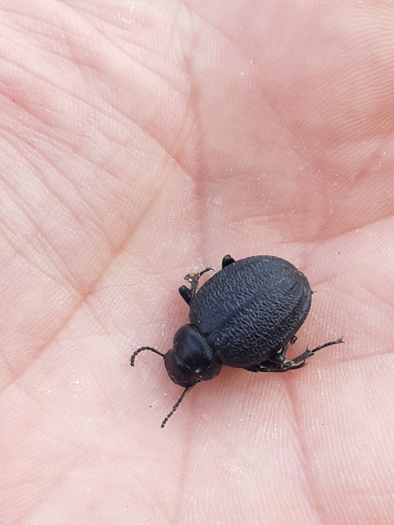 Pimelia rugulosa from Elisuperficie Ginostra, 98050 Ginostra ME ...