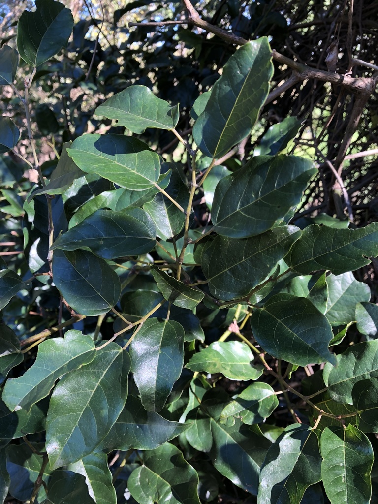 Kangaroo Vine from Aspley, QLD, AU on July 18, 2021 at 02:08 PM by ...