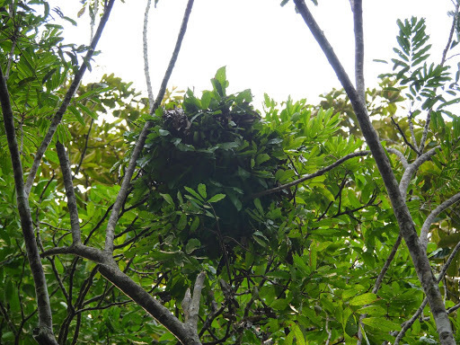 Bonobo in December 2014 by Matt Muir. A variety of nests. · iNaturalist