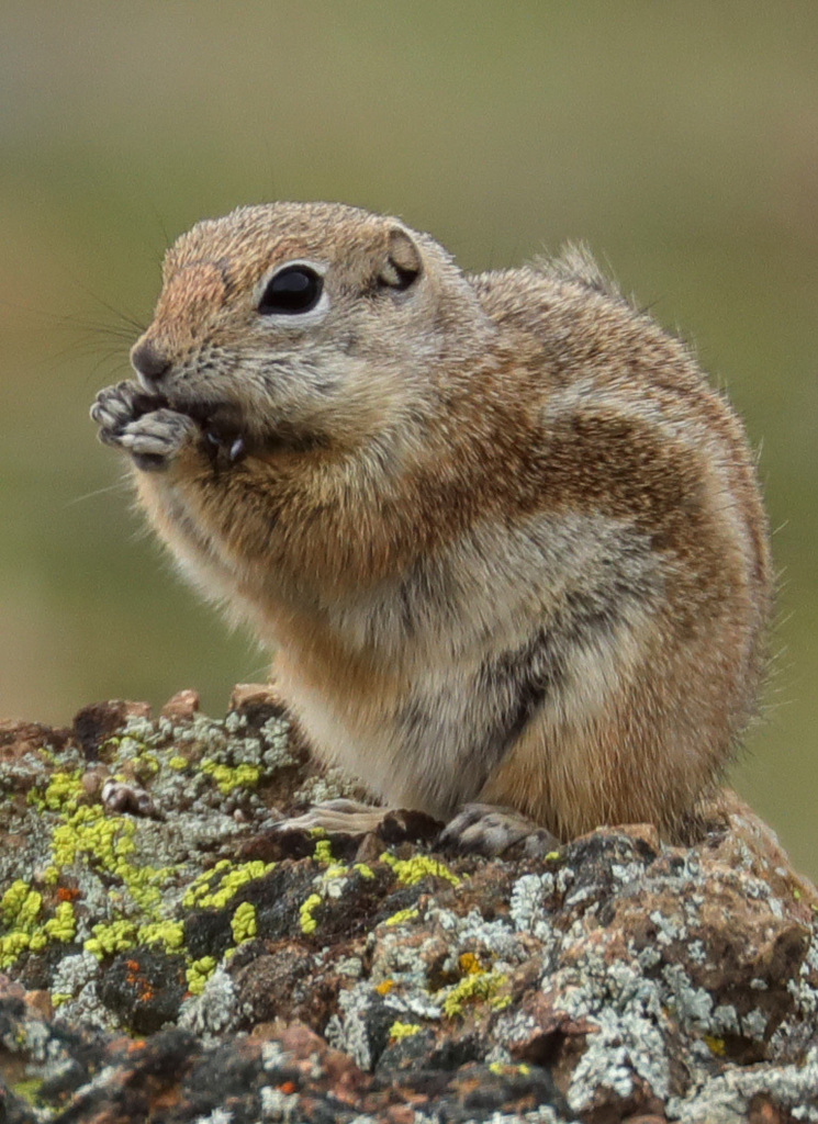 Nelson's Antelope Squirrel (Ammospermophilus nelsoni) - Know Your Mammals