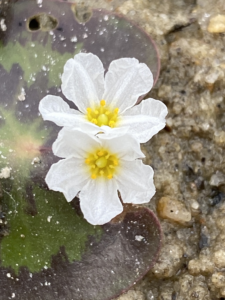 little floatingheart (ADIRONDACK RESEARCH GUIDEBOOK) · iNaturalist