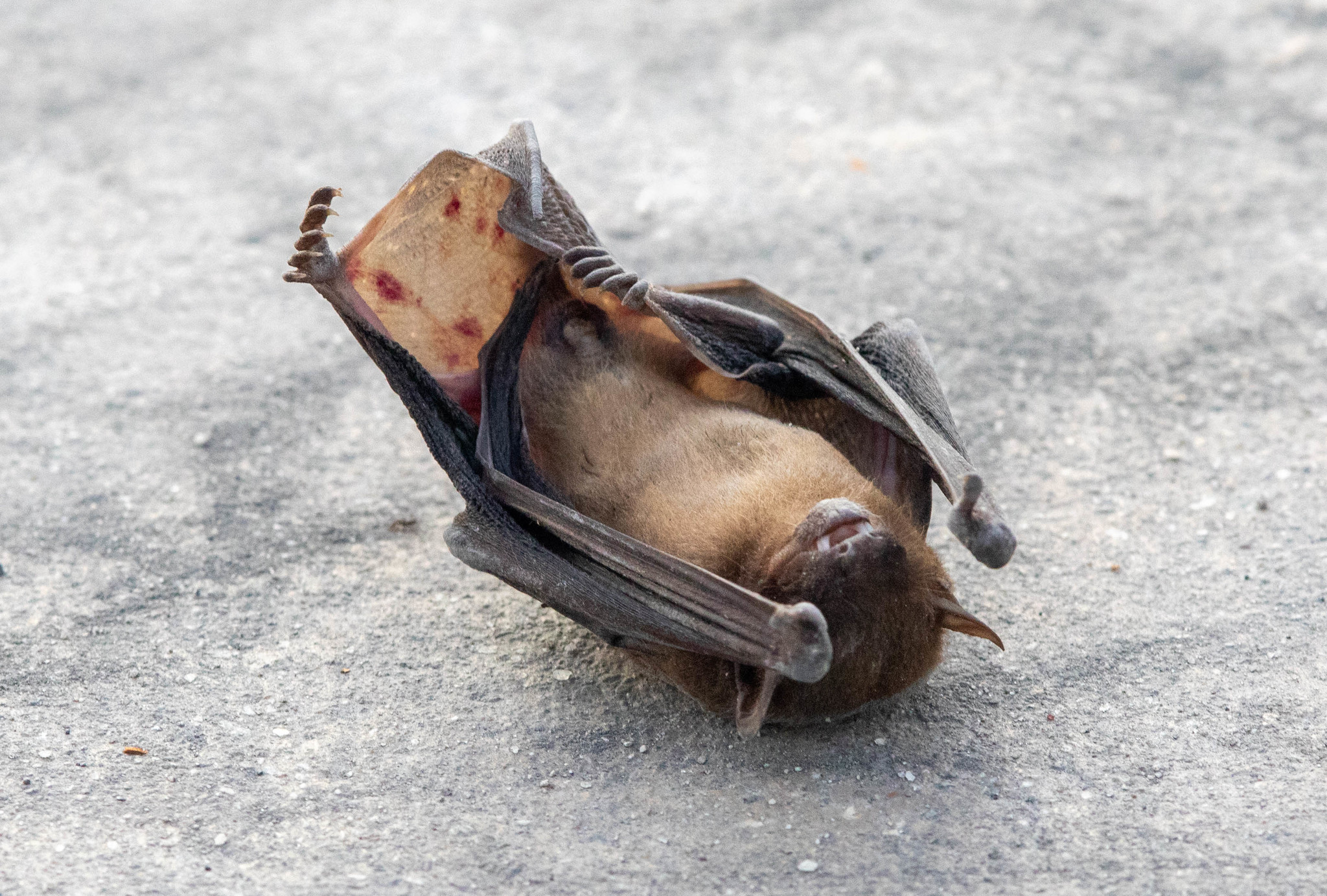 Scotophilus Leach, 1821