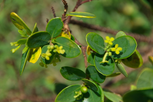 Bootlace Plant (Flora Singapore List U-Z) · iNaturalist