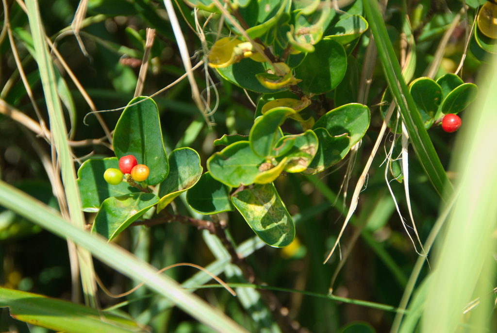 Bootlace Plant (Flora Singapore List U-Z) · iNaturalist