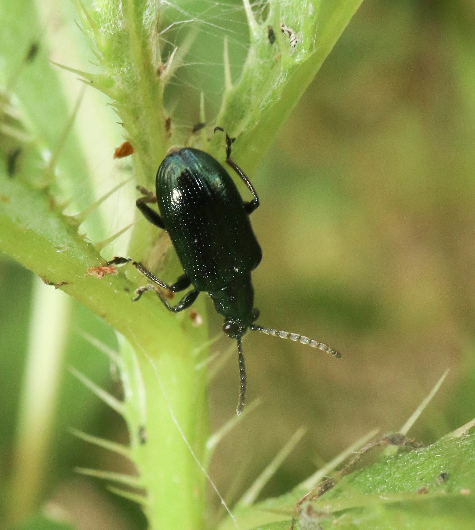 Lema cyanella (Linnaeus, 1758)