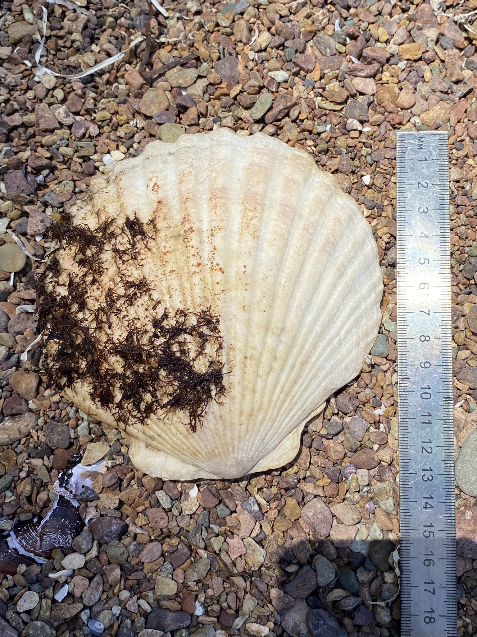 Mizuhopecten yessoensis (Jay, 1857)