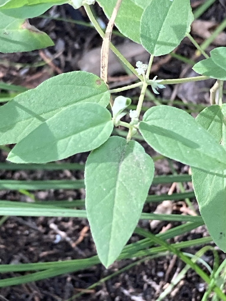 Prairie Tea from Dripping Springs, TX, US on July 18, 2021 at 09:06 AM ...