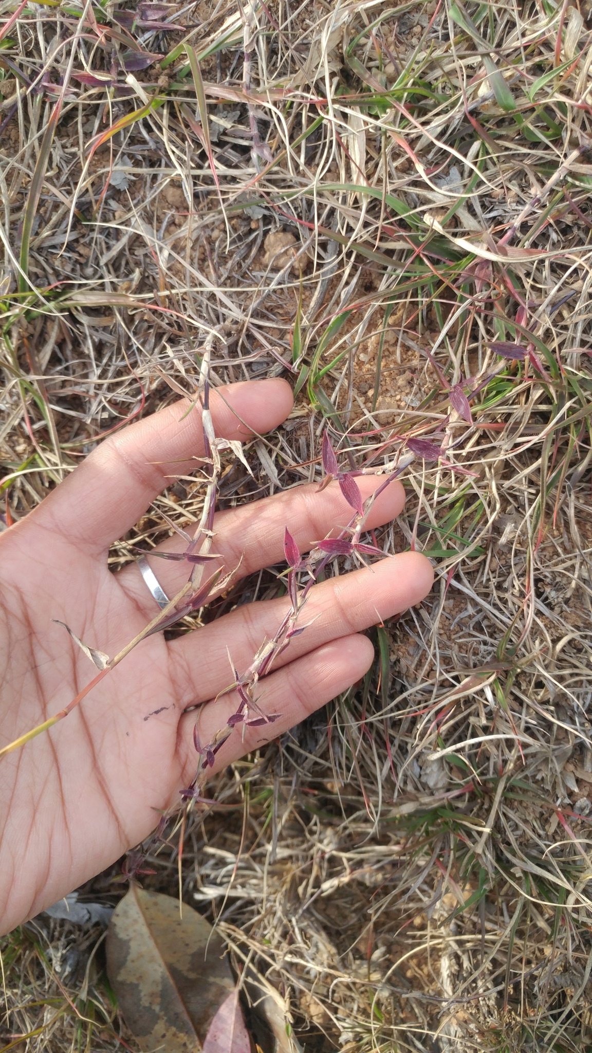 Digitaria longiflora (Retz.) Pers.