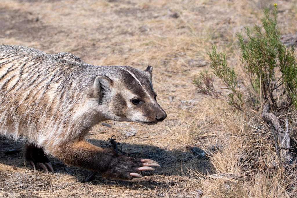 American Badger from Park County, WY, USA on July 15, 2021 at 09:57 AM ...