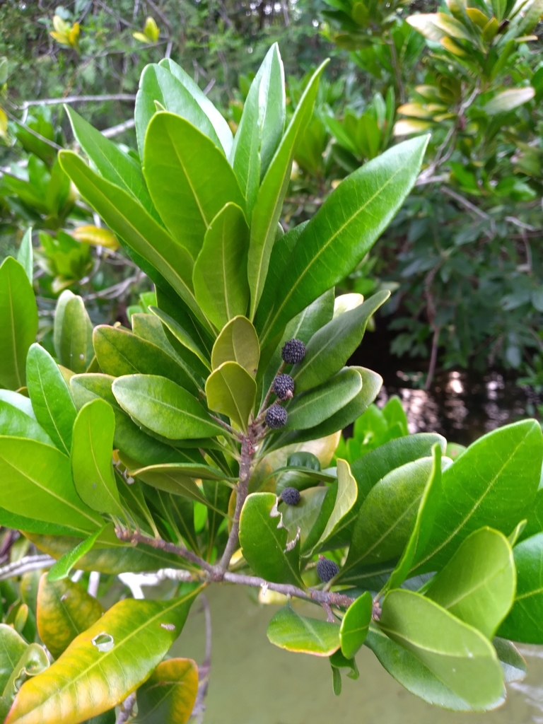 wax trees and shrubs (Myricaceae) - Botanical Realm