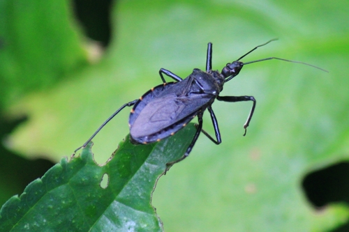 Rhynocoris incertis · iNaturalist