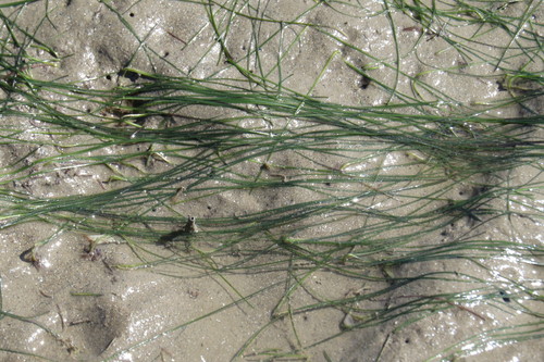 Halodule pinifolia · iNaturalist Mexico