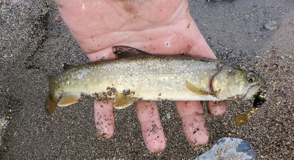 Bull Trout from Stanley, ID 83278, USA on July 18, 2021 at 10:20 AM by ...