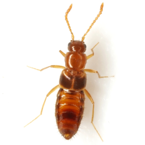 Genus Pella · iNaturalist