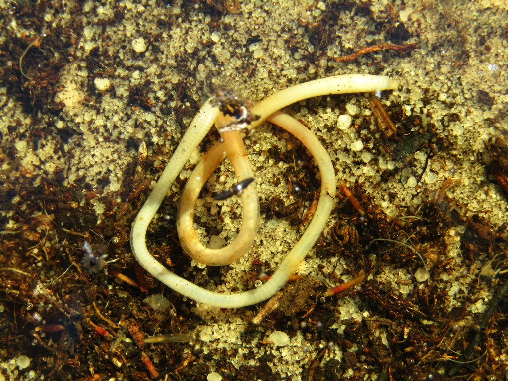 Segmented Worms from Cape Point, Cape Town, South Africa on July 18 ...