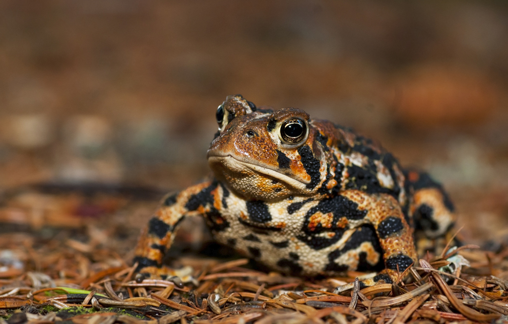 American Toad from Little Piskwamish Point, Cochrane District, ON ...