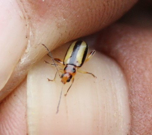 Flea Beetles from Taxco de Alarcón, Gro., México on June 28, 2021 at 01 ...