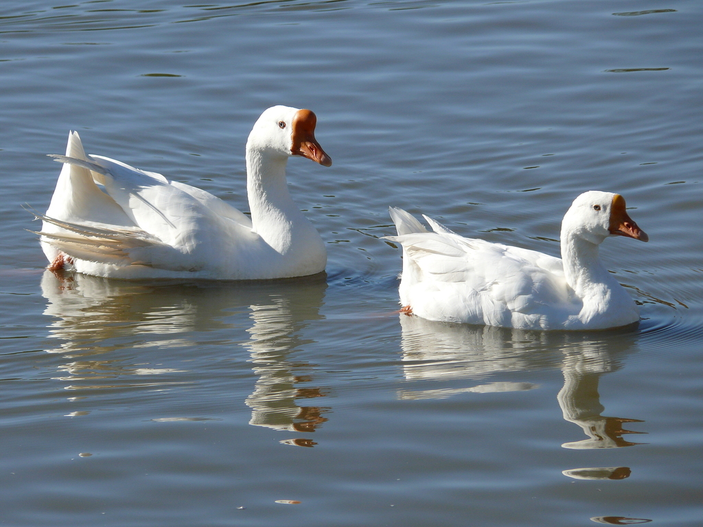 Grey Geese from Lakeside, CA, USA on January 01, 2009 at 10:31 AM by ...