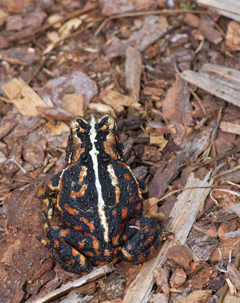 Hudson Bay American Toad from Longridge Point, Cochrane District, ON ...