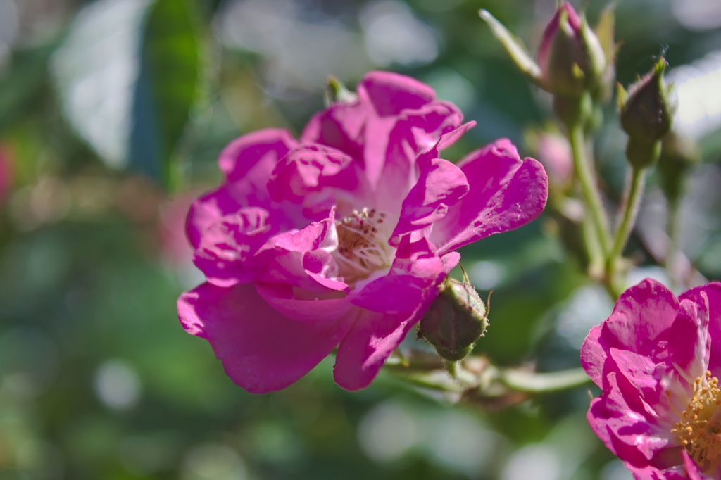 cabbage rose (Rosa centifolia) - Botanical Realm