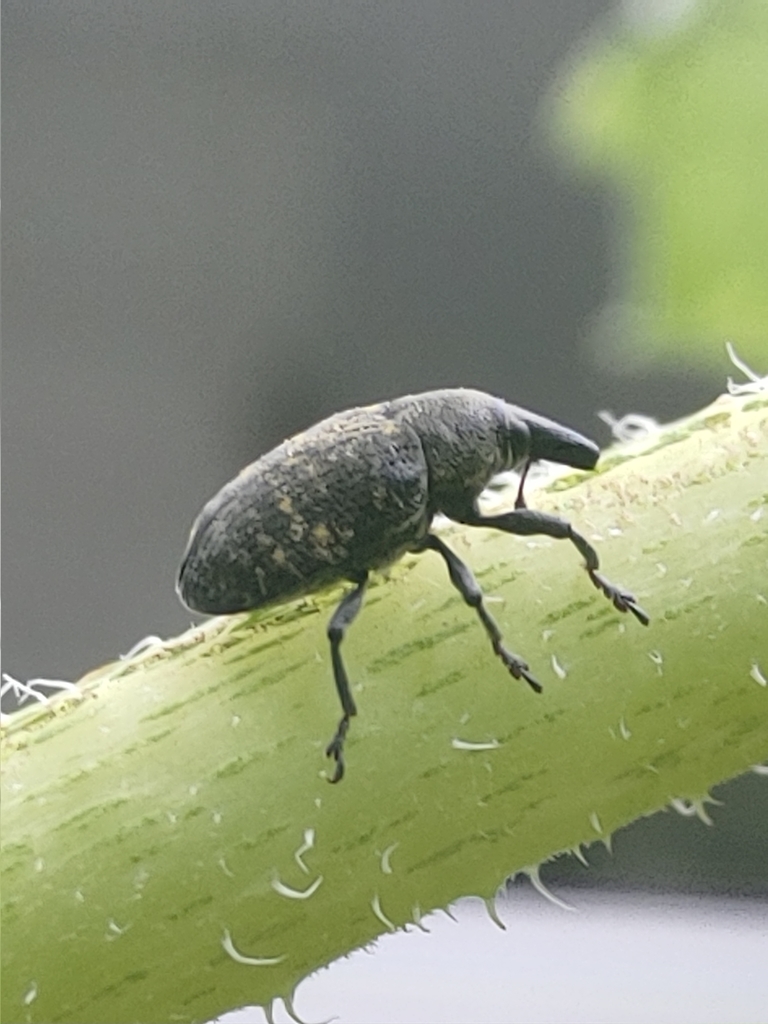 Larinus turbinatus from Pleasant Hills, MD, USA on July 18, 2021 at 02: ...