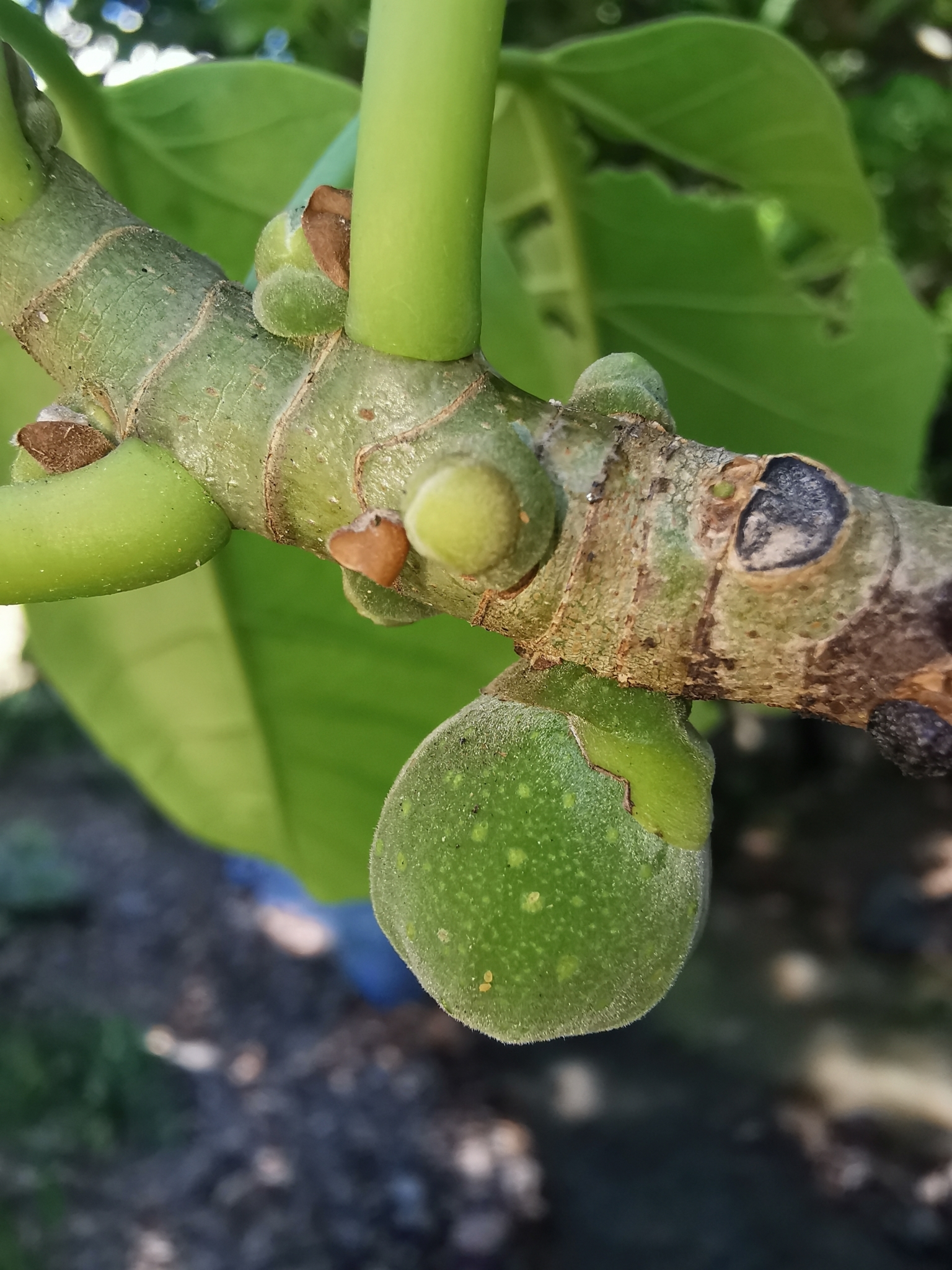 Ficus membranacea Wright