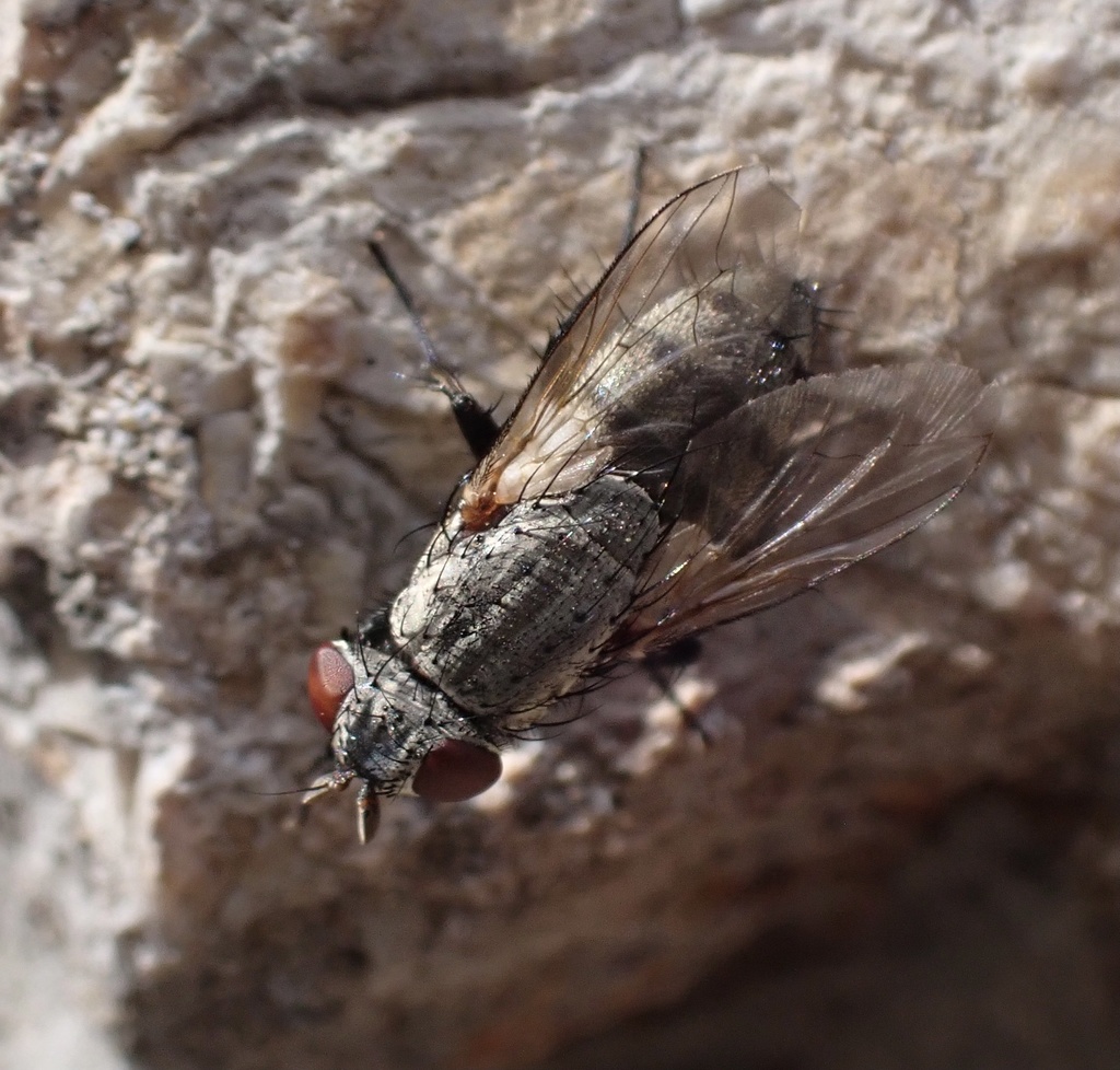 Sarcophila in July 2021 by Albert Cardona · iNaturalist