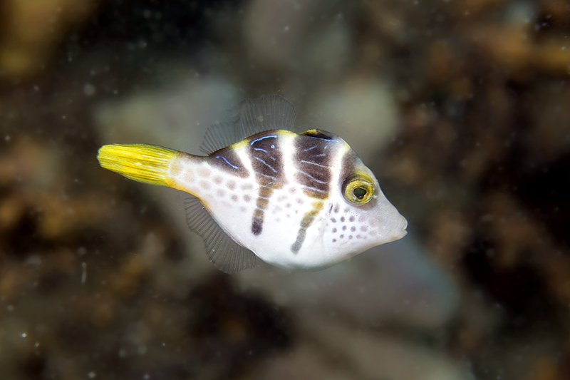 Mimic Filefish (Paraluteres prionurus) - Marine Life Identification